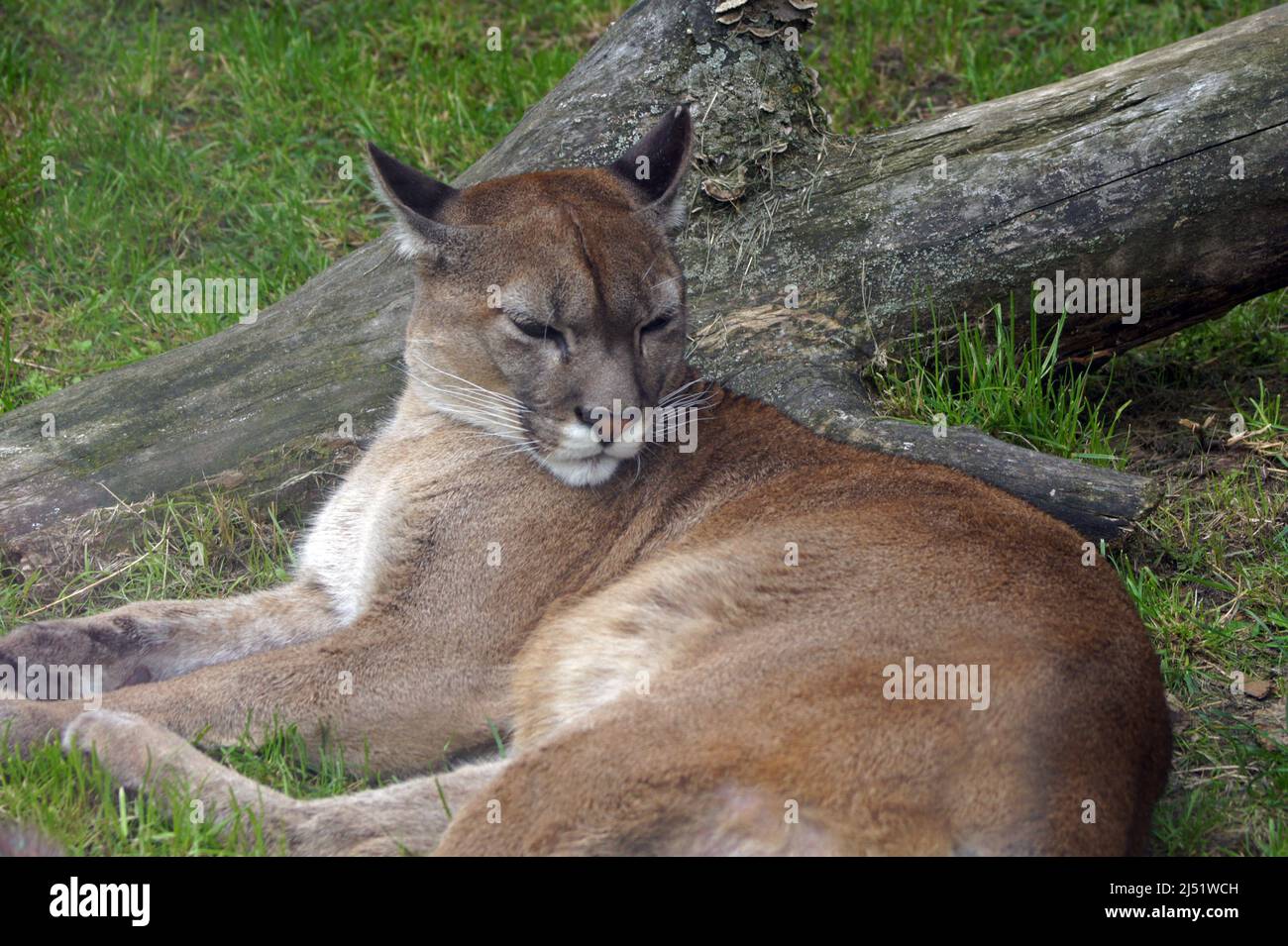 portrait of a sleeping puma Stock Photo - Alamy