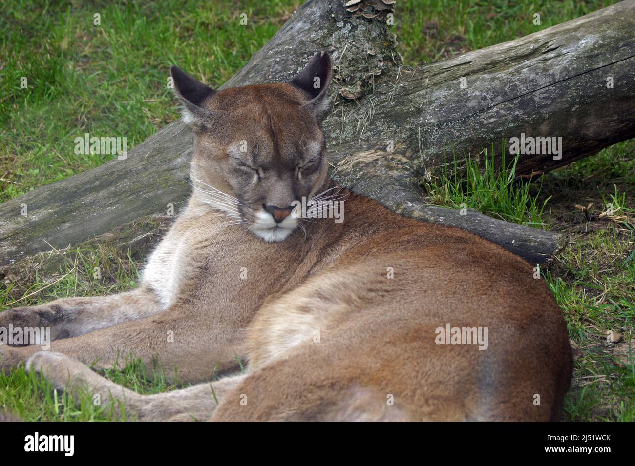 portrait of a sleeping puma Stock Photo - Alamy