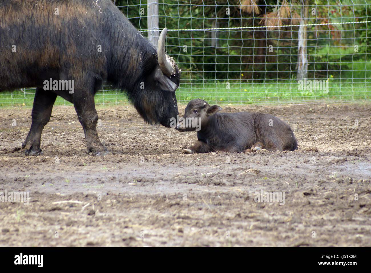 Water buffalo: a cow with her calf Stock Photo - Alamy