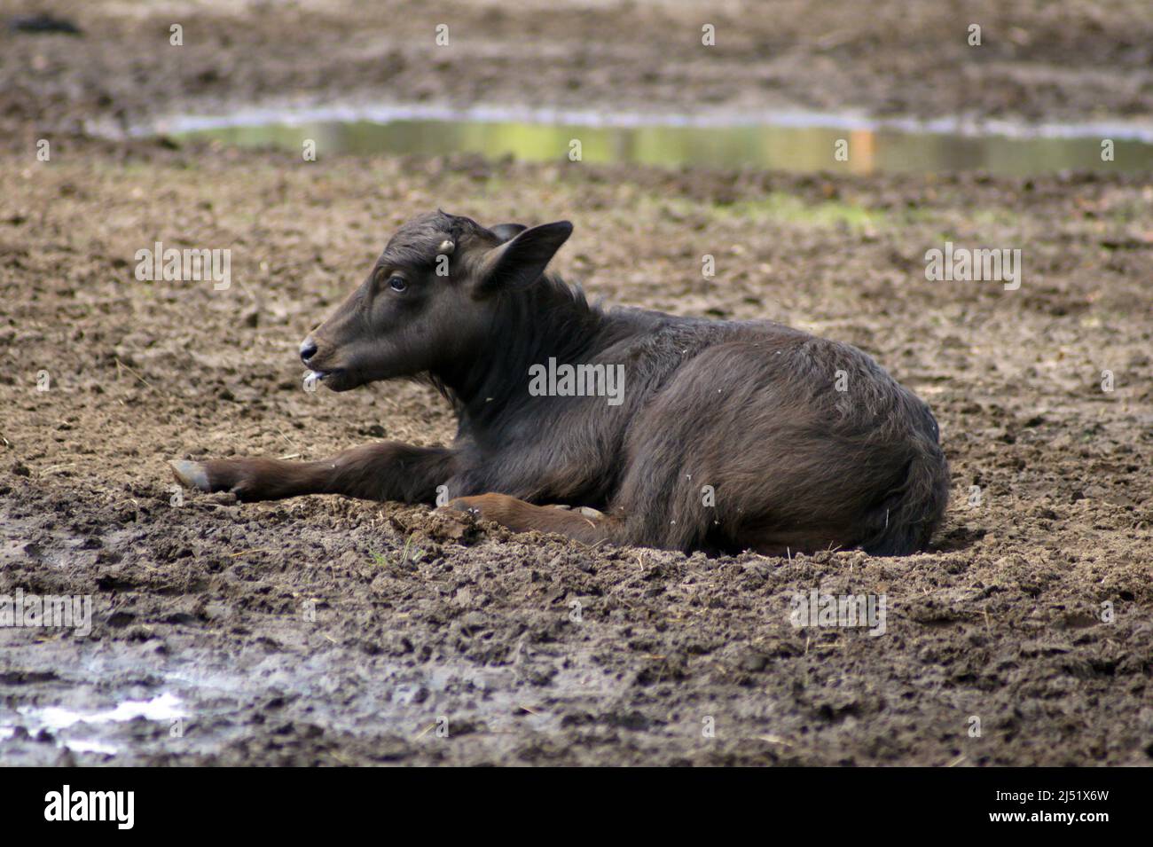 Baby water buffalo Stock Photo - Alamy