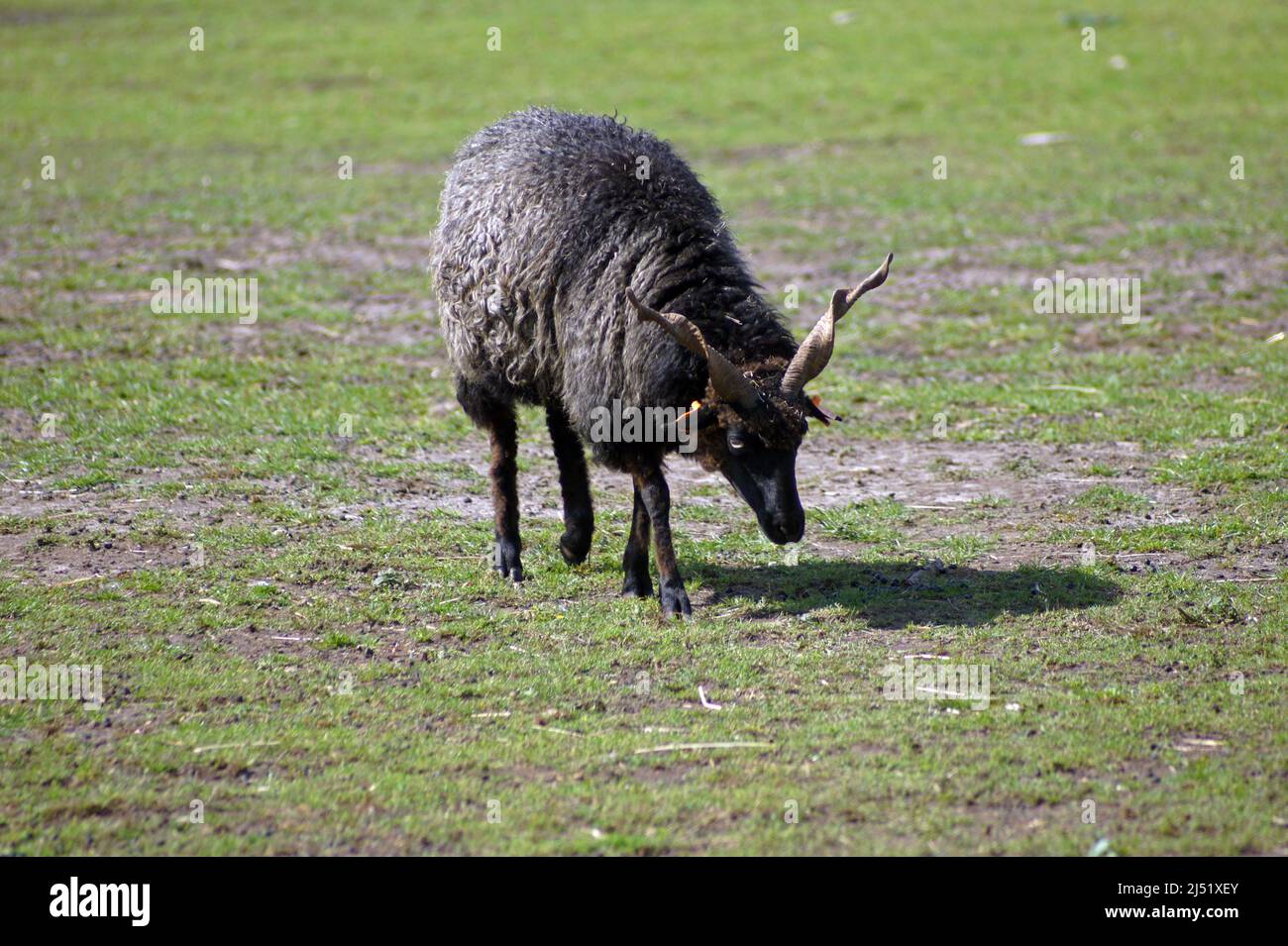 Racka sheep.Symbol of Hungary. Currently a rare breed due to low milk ...