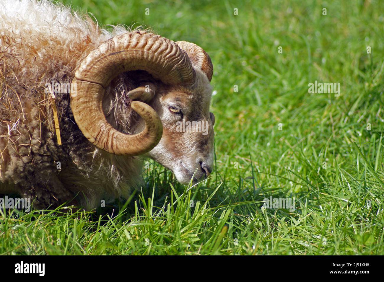 Ram of quessant sheep- a very rare miniature breed of sheep Stock Photo - Alamy