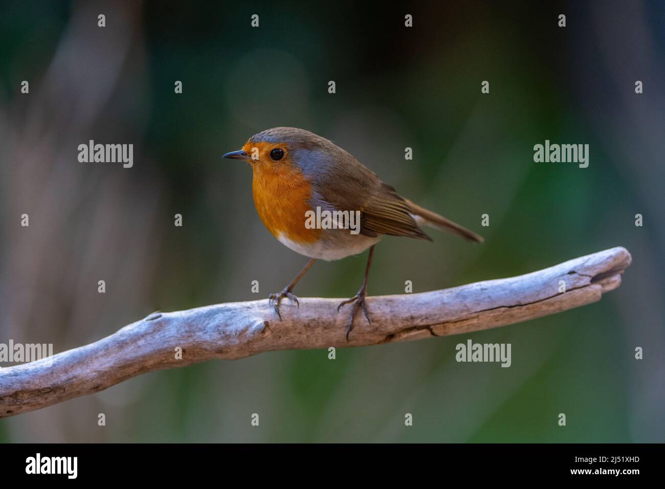 Redbreast (Erithacus rubecula Stock Photo - Alamy