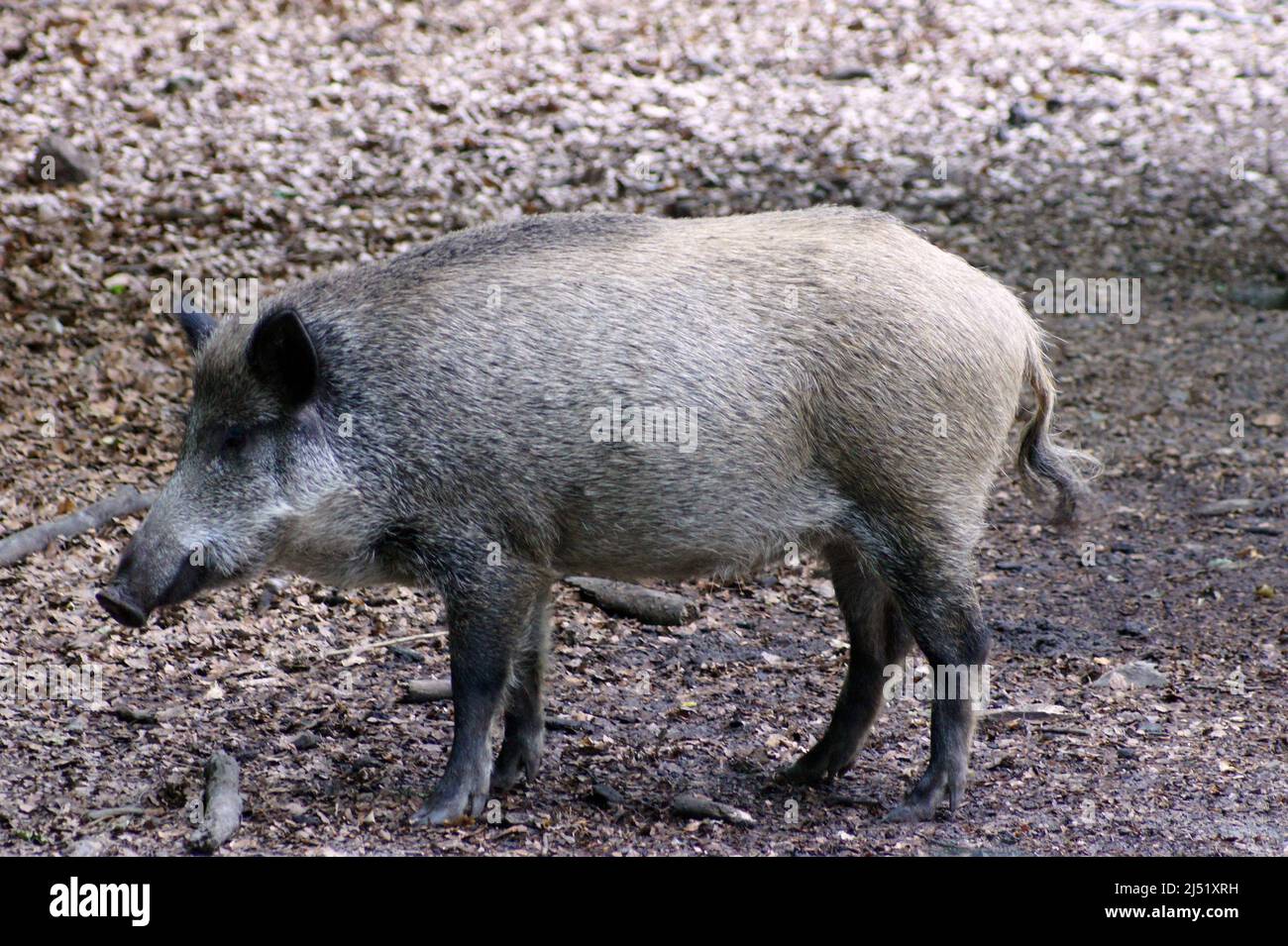Boars sow hi-res stock photography and images - Alamy