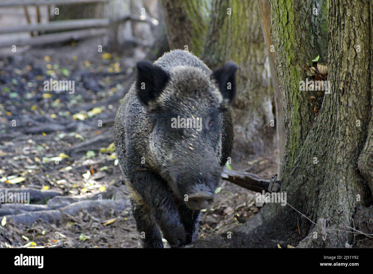 Boar pig hybrid pigs hi-res stock photography and images - Alamy