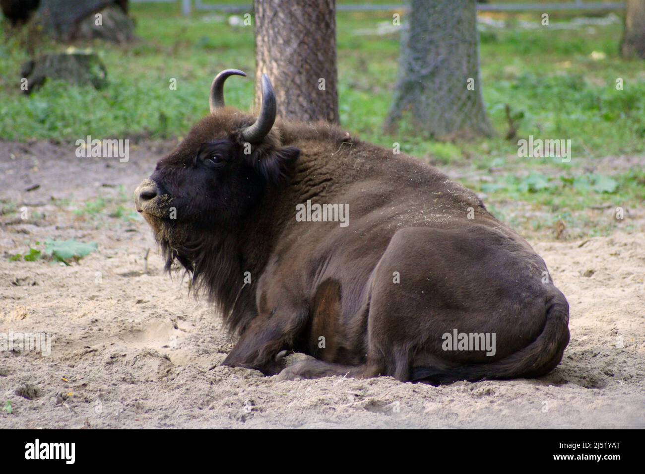 European bison bull Stock Photo - Alamy
