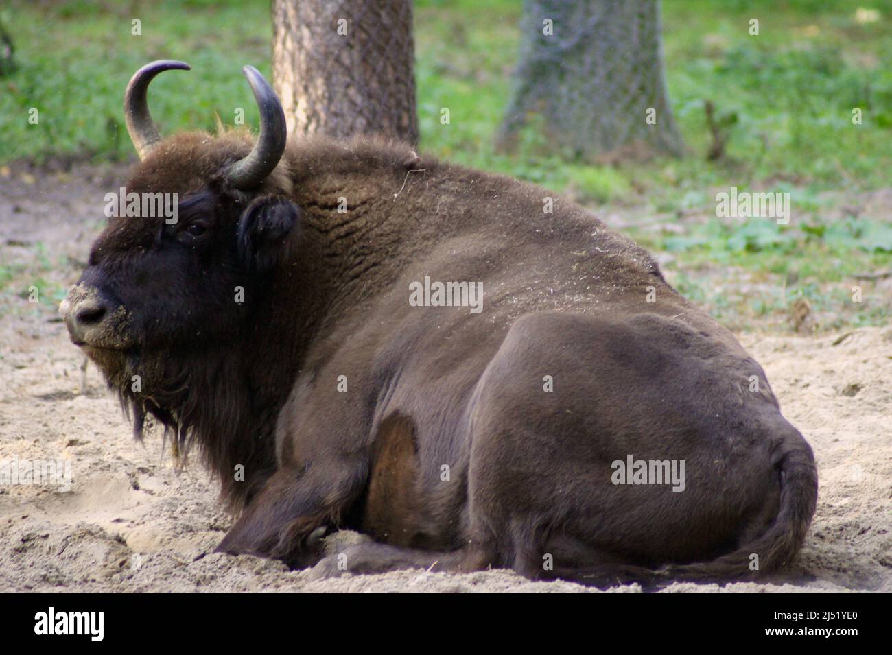 Bison reintroduction hi-res stock photography and images - Alamy