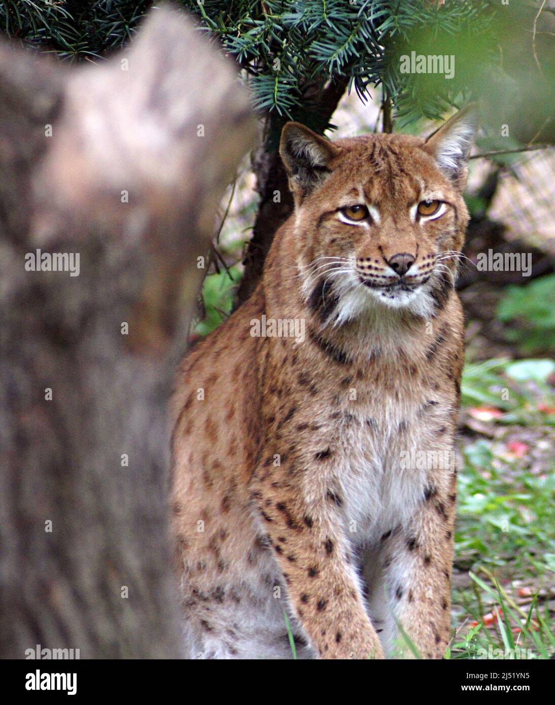 Lynx silhouette hi-res stock photography and images - Alamy