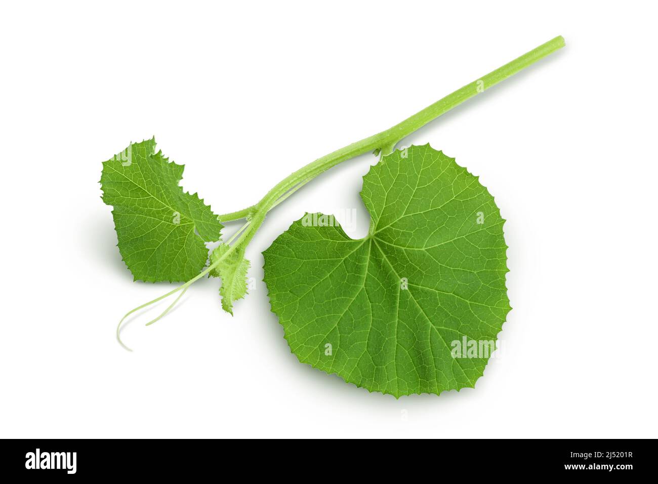 Melon leaf isolated on white background with clipping path and full ...