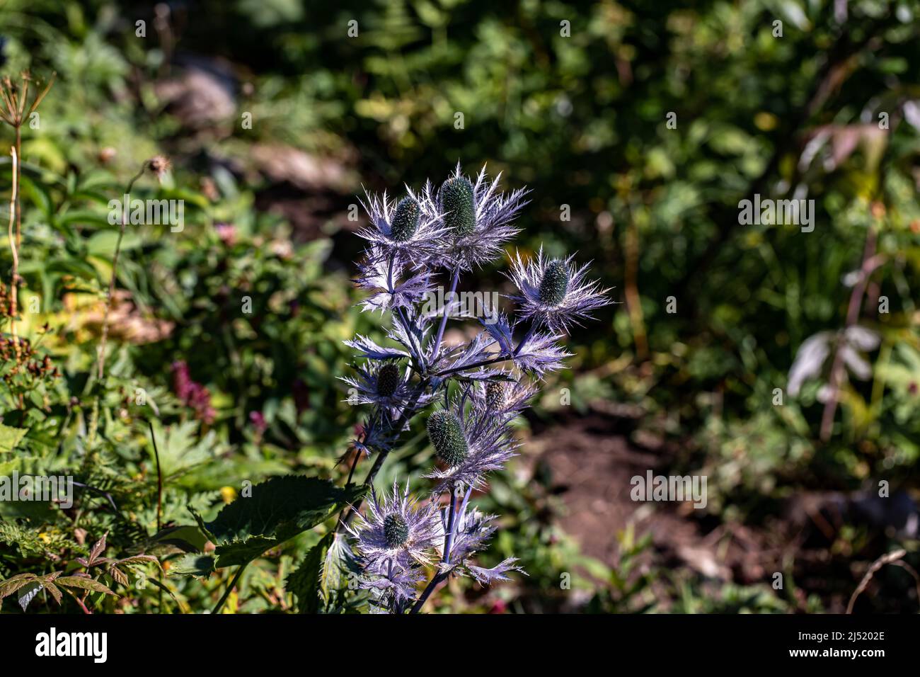 Eryngium alpinum flower growing in meadow, close up Stock Photo - Alamy