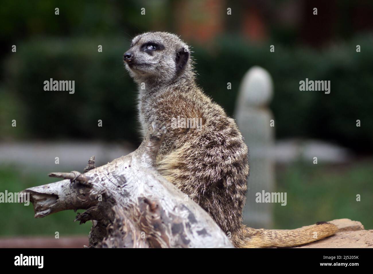 Angry meerkat hi-res stock photography and images - Alamy