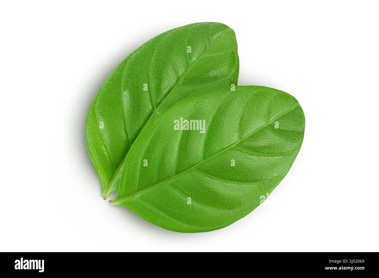Fresh Guava leaf isolated on white background with clipping path Stock ...