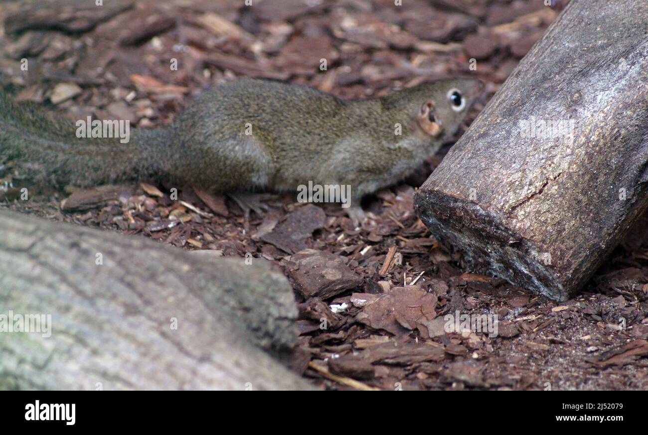 Common treeshew- whether it is a relative of a squirrel or a shrew, it ...