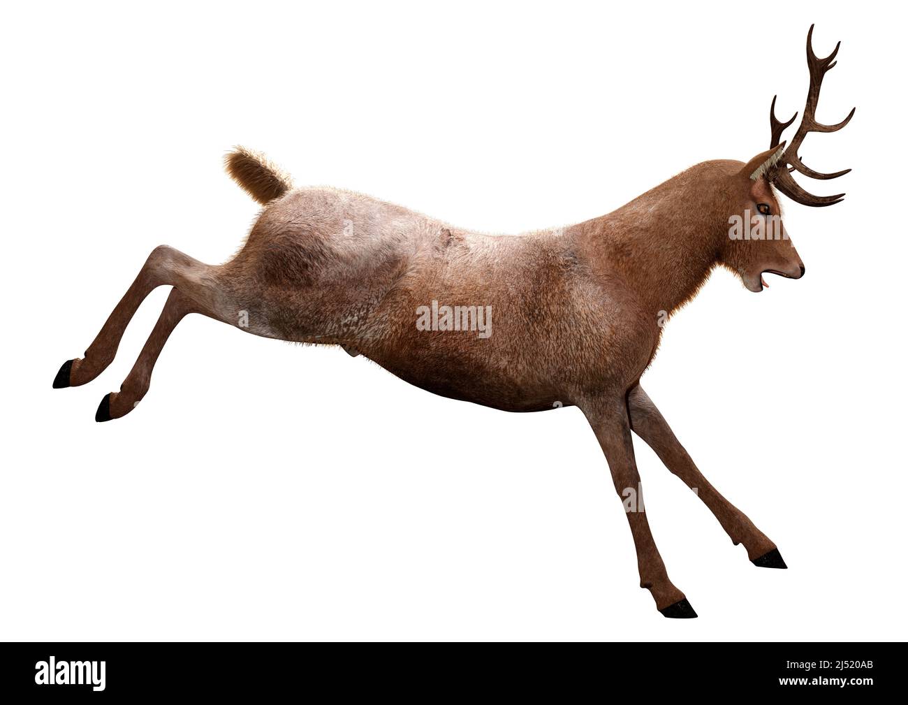 3D rendering of a male deer isolated on white background Stock Photo ...