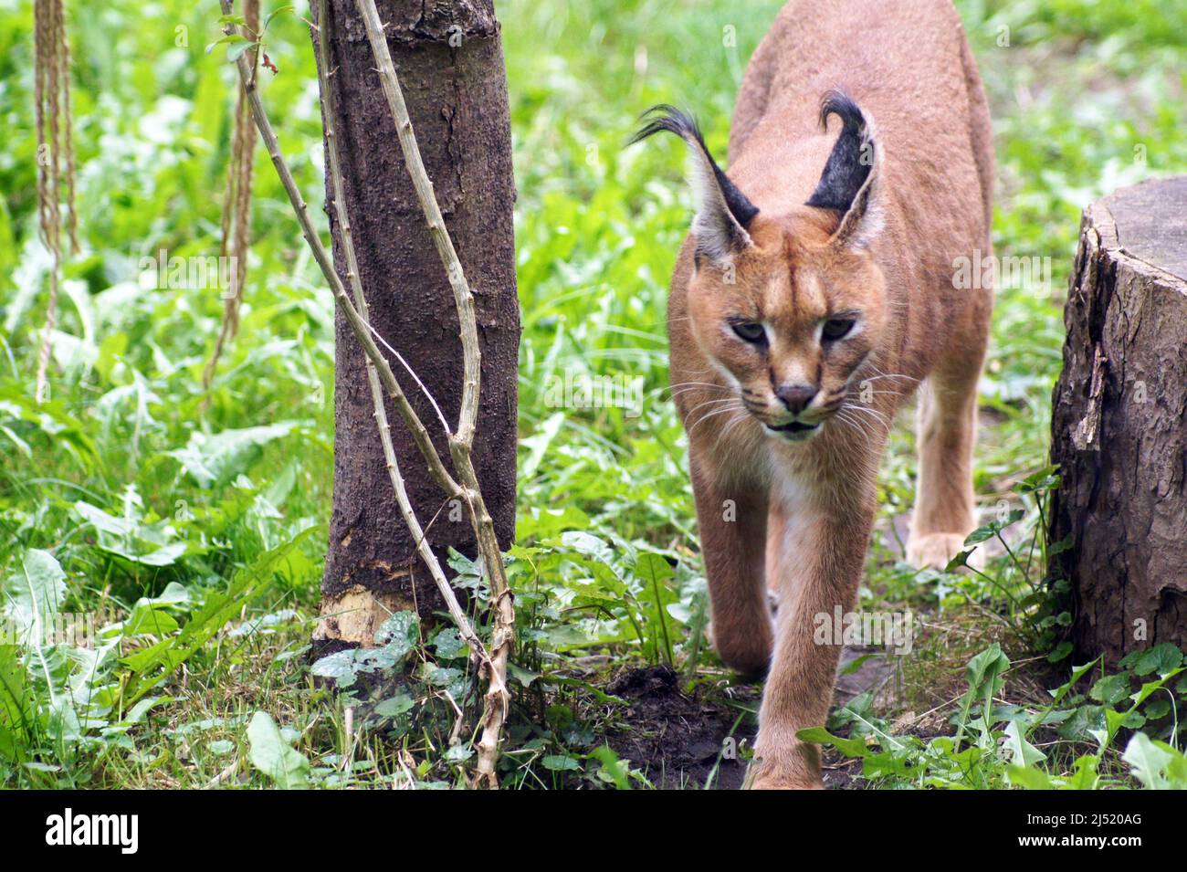 Caracal- the rarest lynx in the world Stock Photo - Alamy
