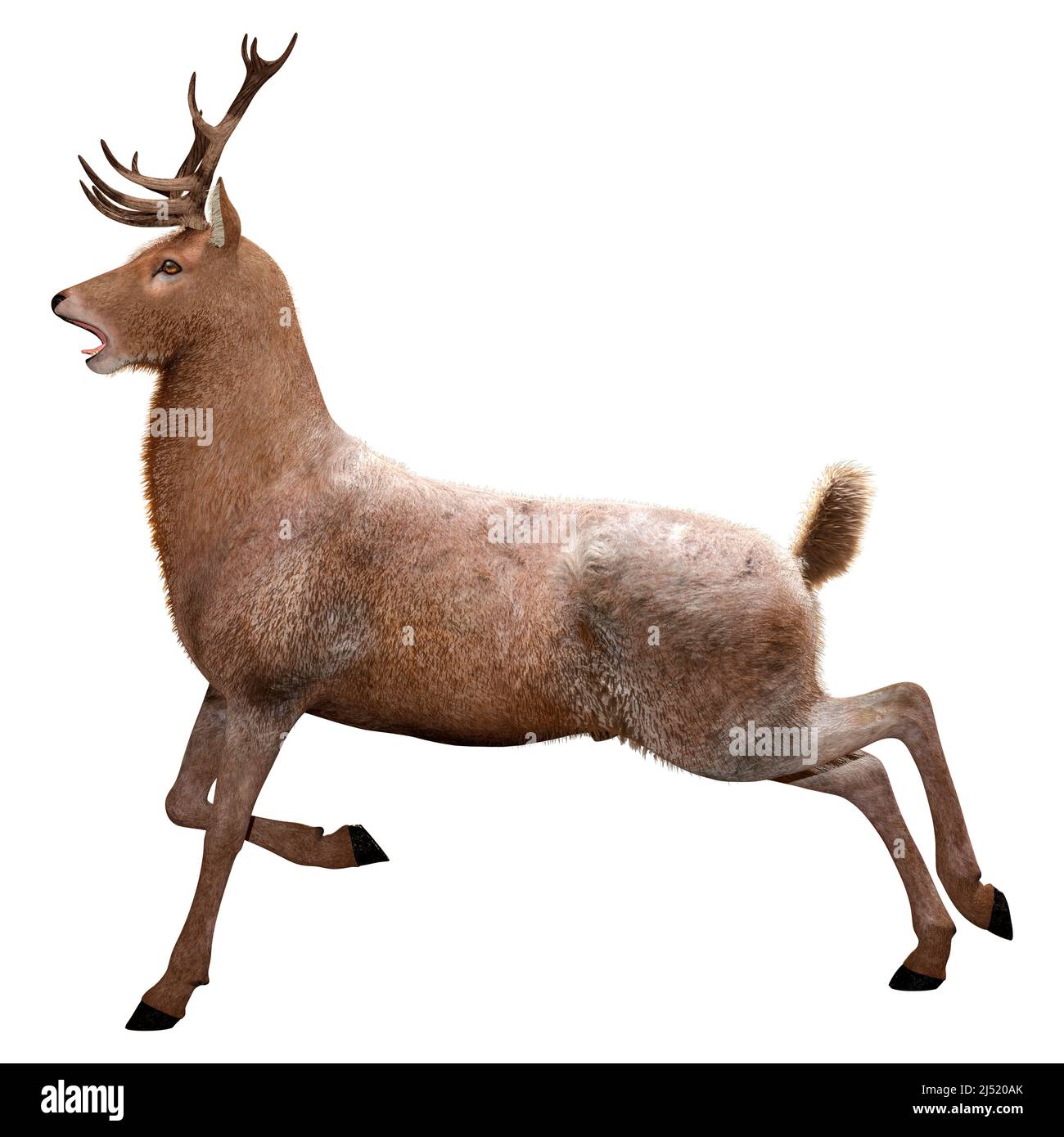 3D rendering of a male deer isolated on white background Stock Photo ...