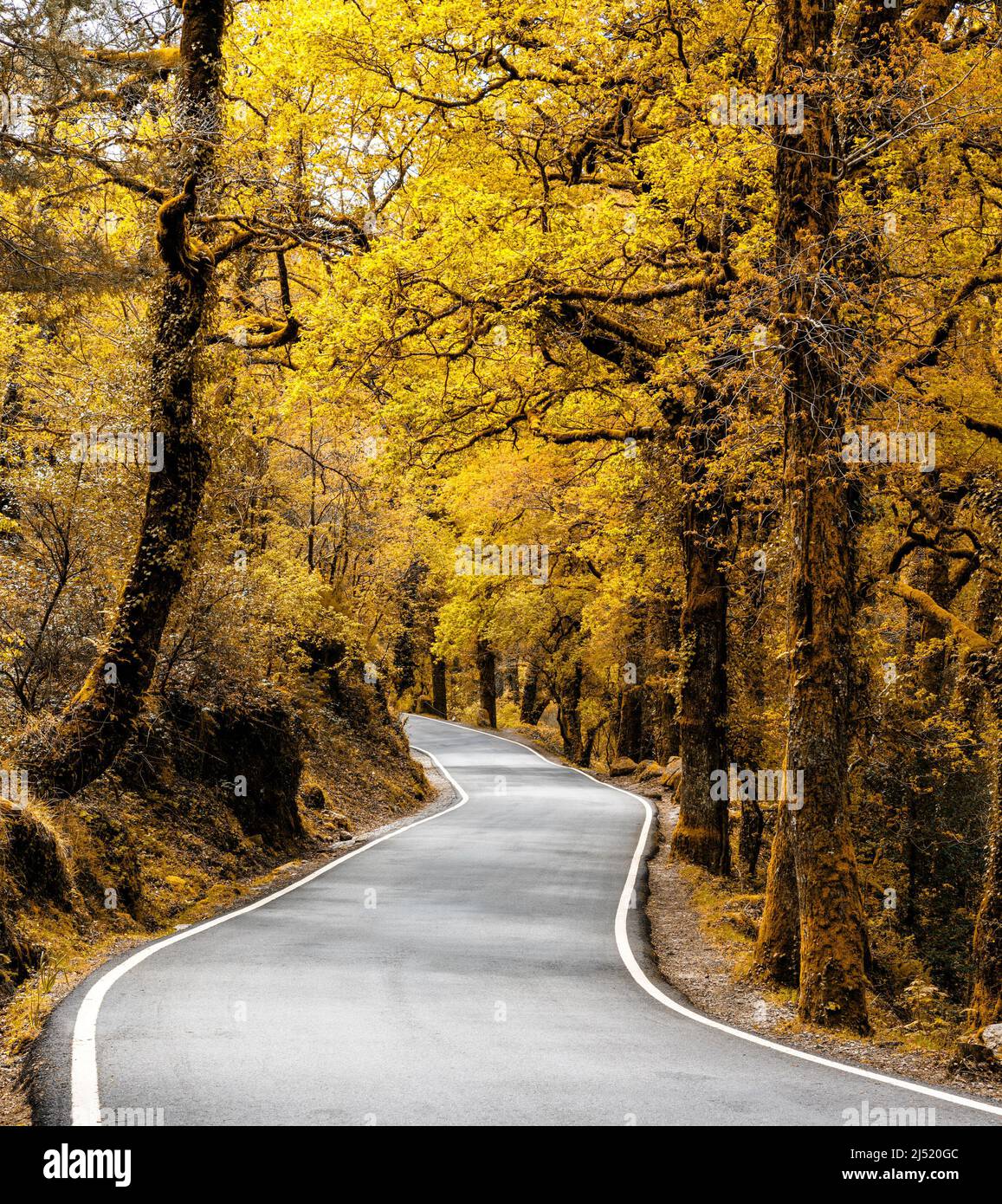 Color tree with curvy tree trunk hi-res stock photography and images ...