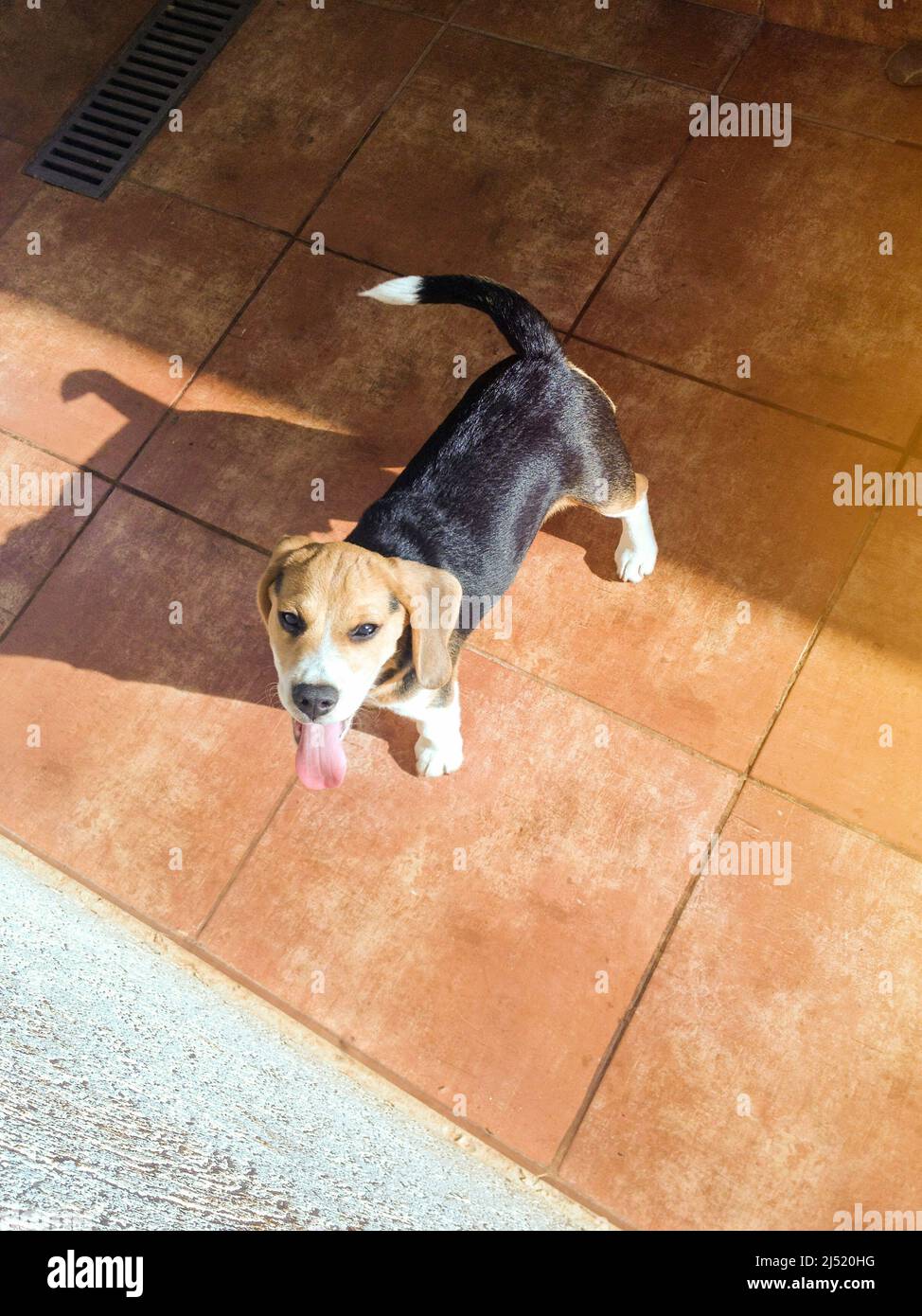 Dog puppy beagle playing in the yard Stock Photo - Alamy