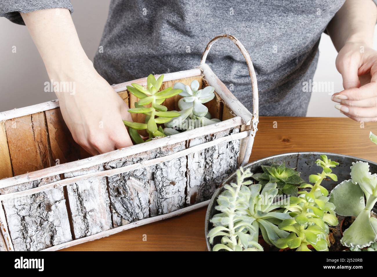 Woman planting succulents. Garden hobby Stock Photo - Alamy