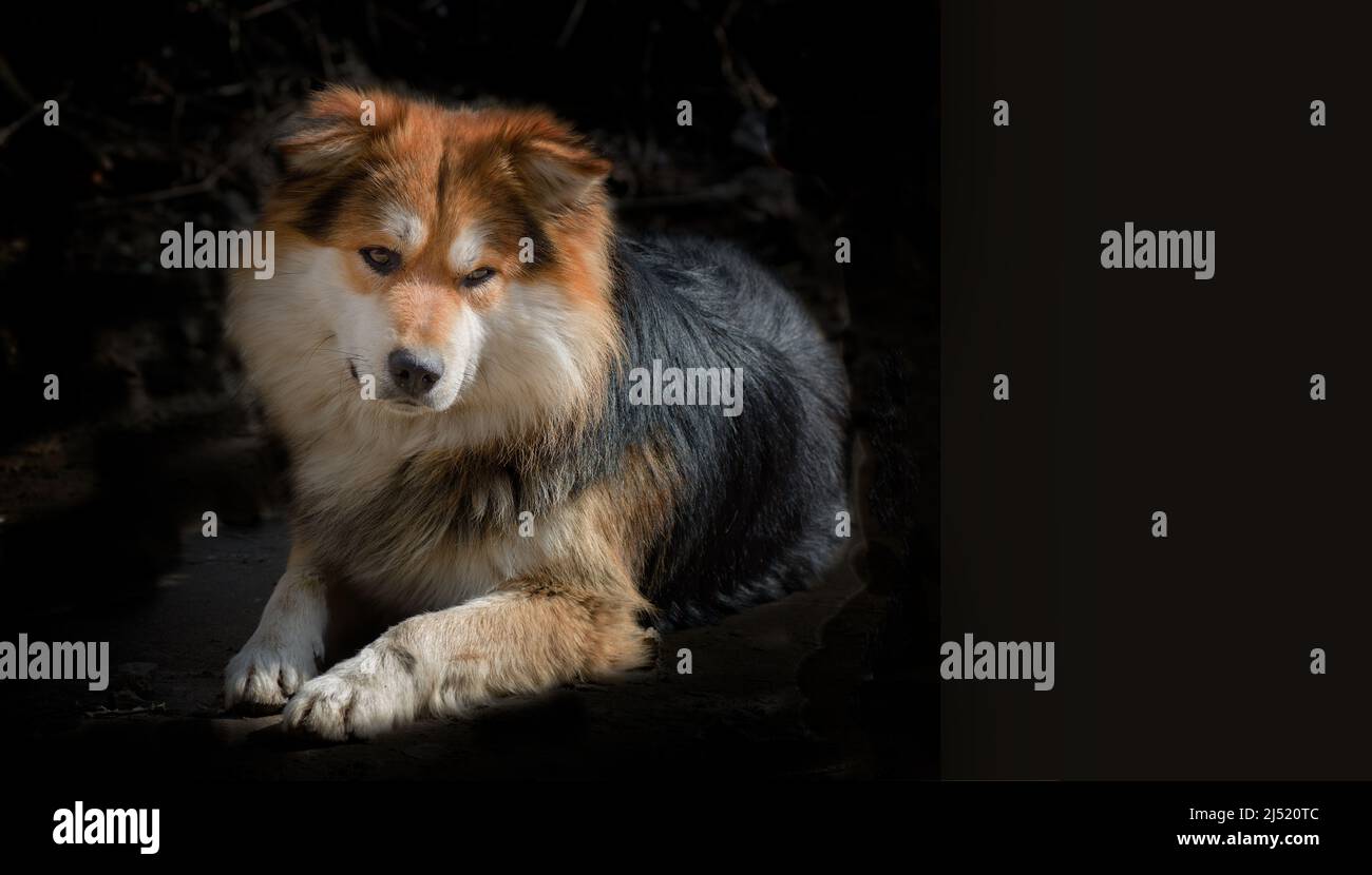 Dog without breed very fluffy with black, ginger and white spots on a ...