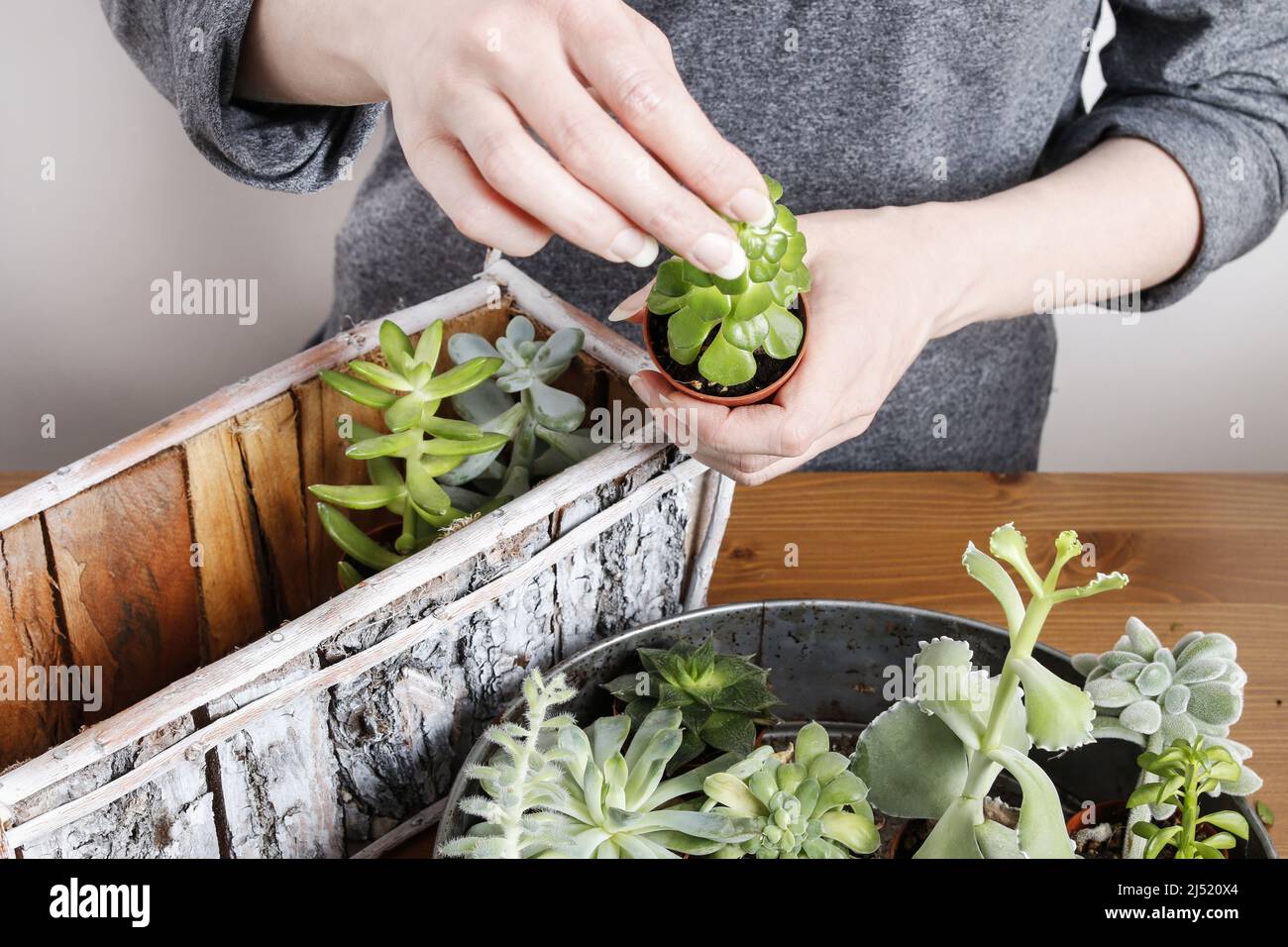 Woman planting succulents. Garden hobby Stock Photo - Alamy