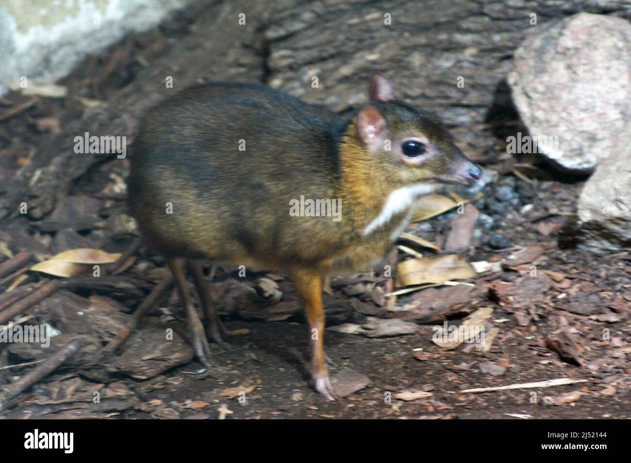 mouse-deer, the smallest deer in the world and an animal considered ...
