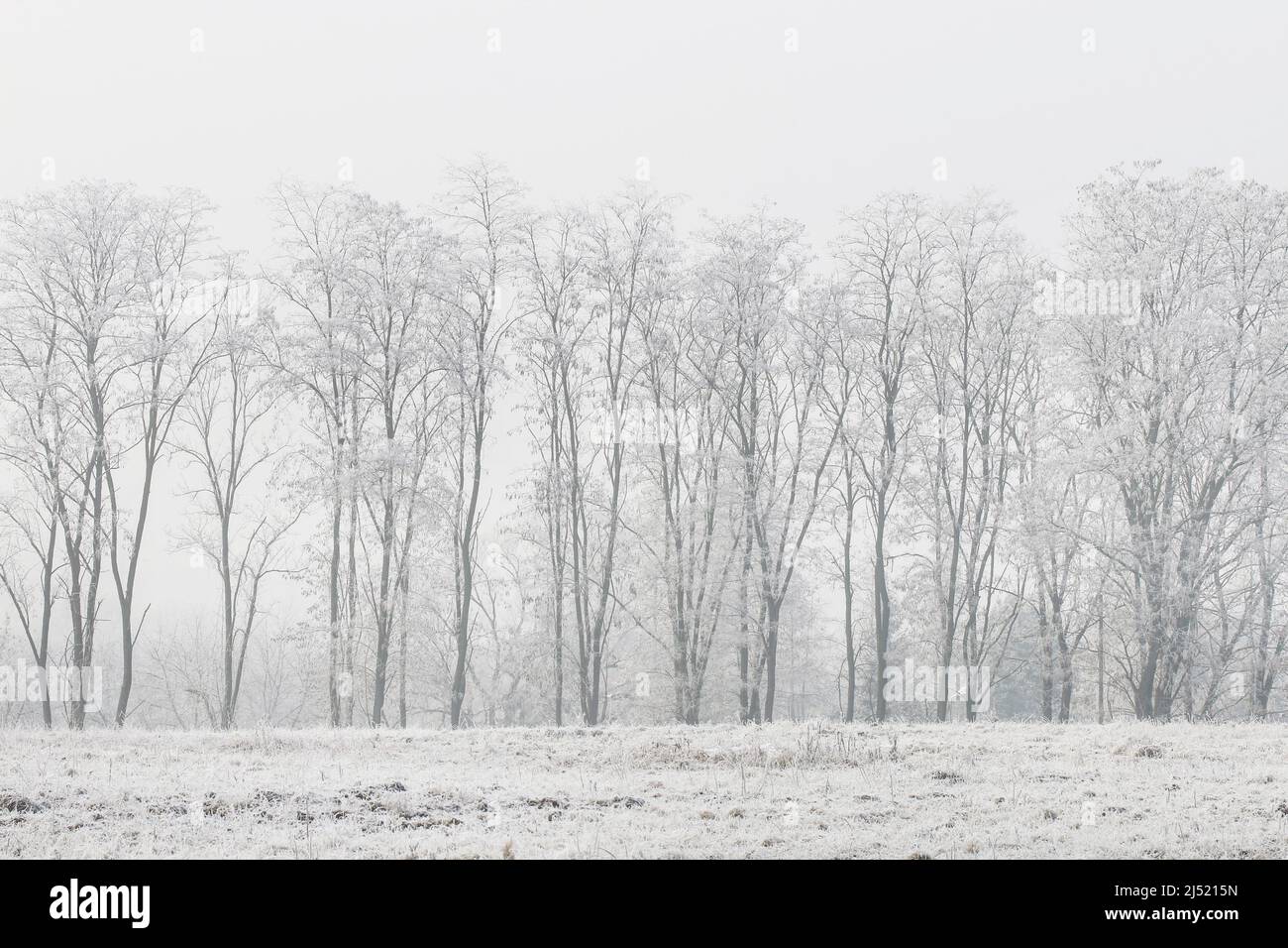 Frosted trees in the morning in the countryside. Beautiful winter day ...