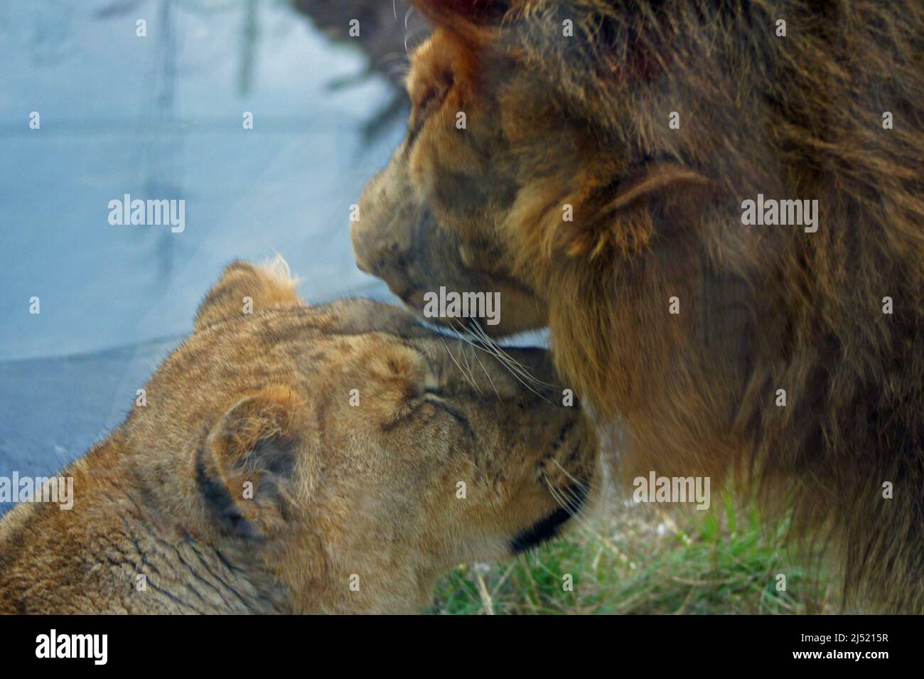 Love is love- Shiva and Loki Stock Photo - Alamy