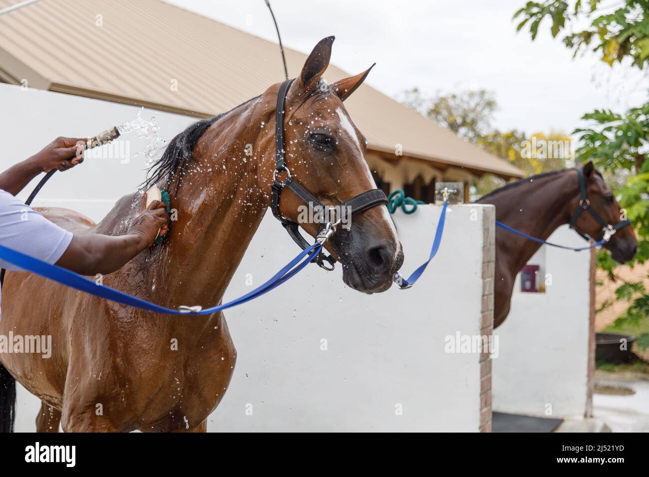 Stable horse bath hi-res stock photography and images - Alamy