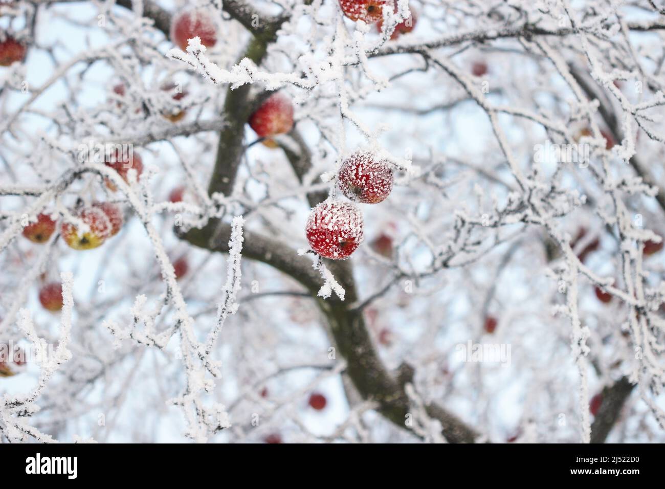 Frosted red apples hi-res stock photography and images - Alamy