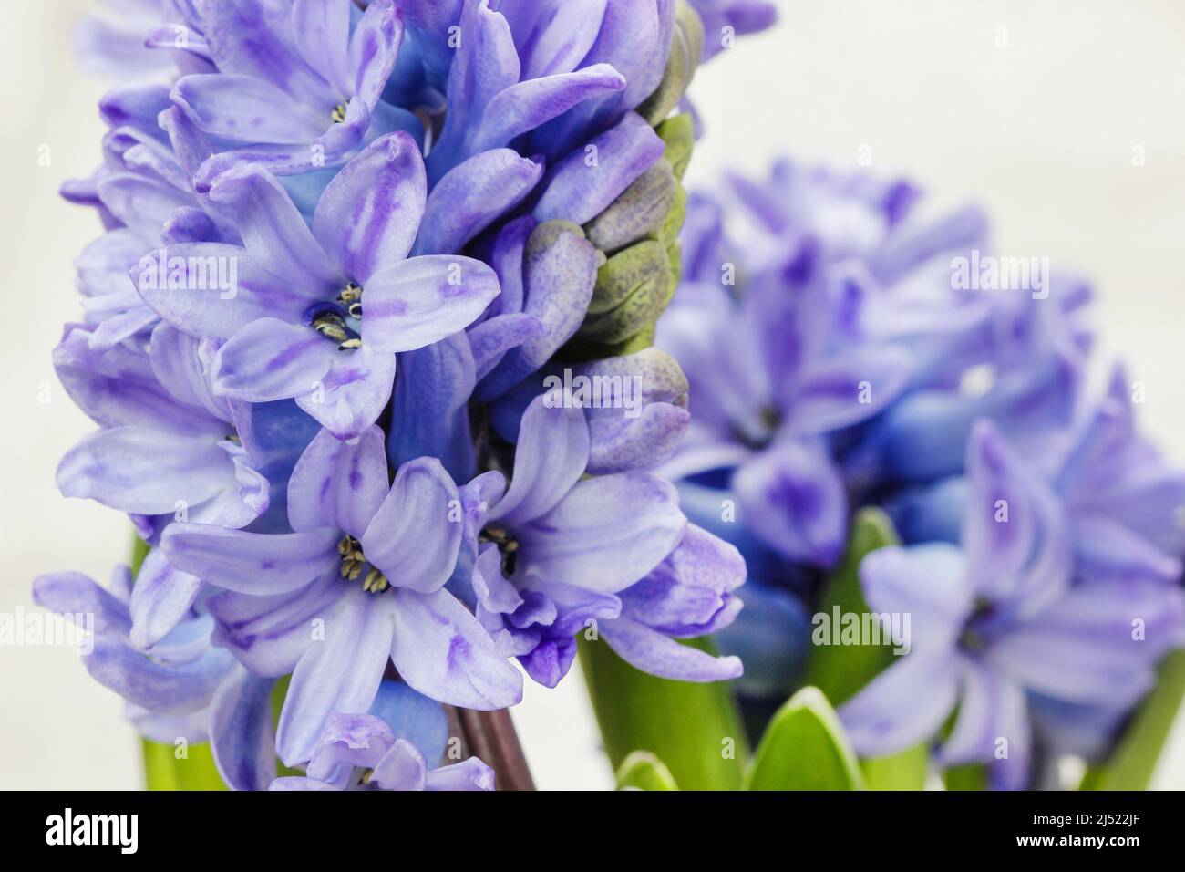 Hyacinth flowers detail. Spring decor Stock Photo - Alamy