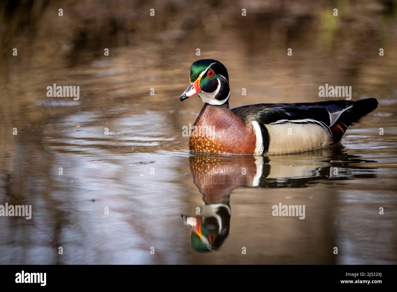 Wetland birding hi-res stock photography and images - Alamy