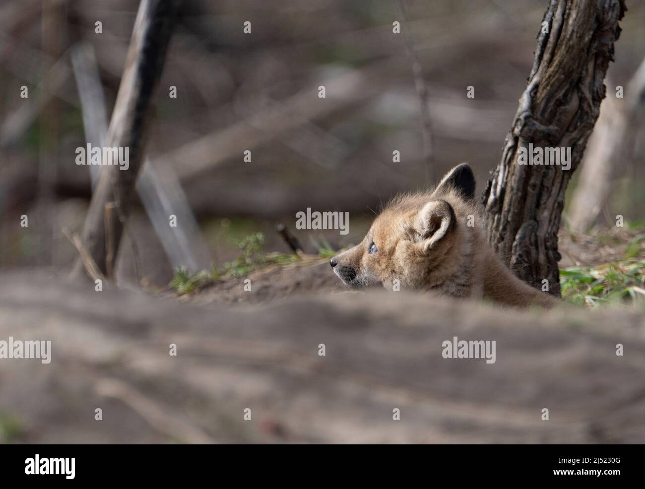Wild red fox den hi-res stock photography and images - Alamy