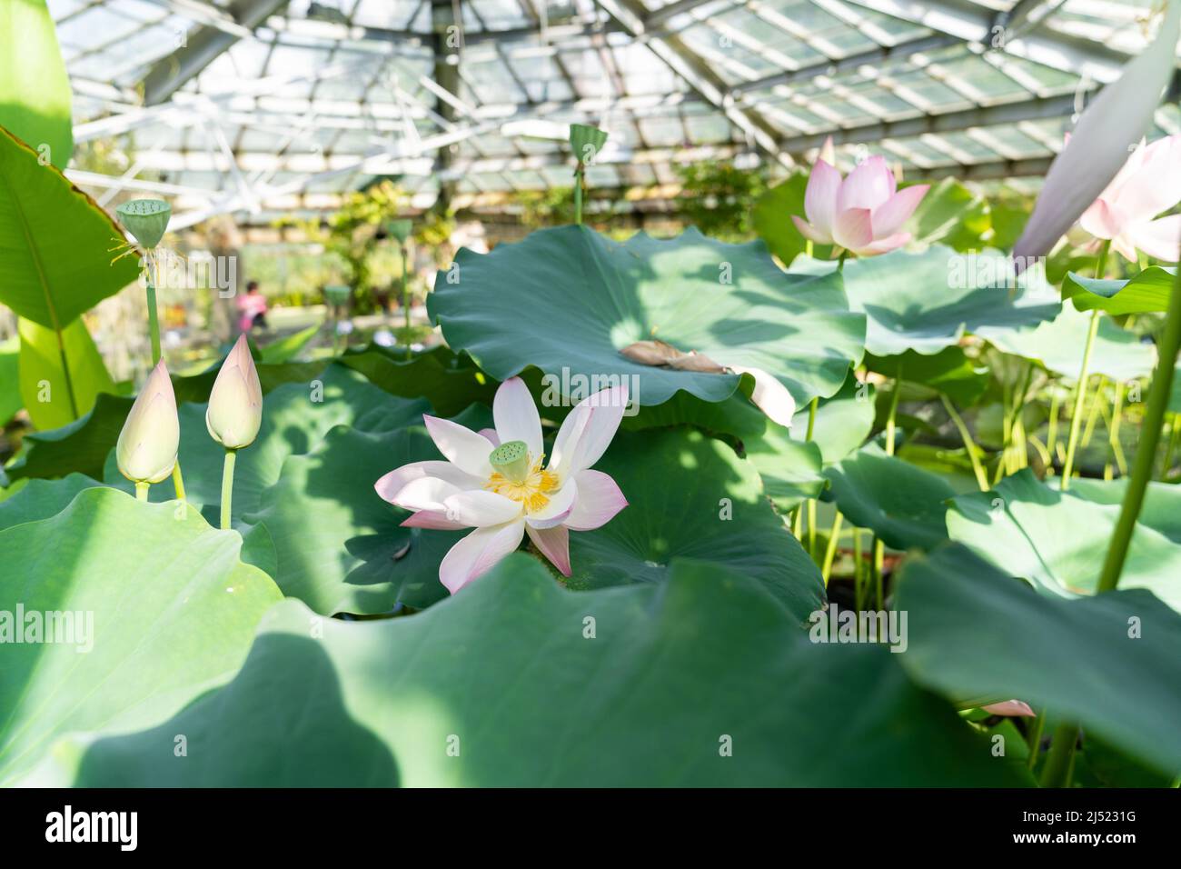 Tropical aquatic plant. Pink lotus water lily blooming in greenhouse ...