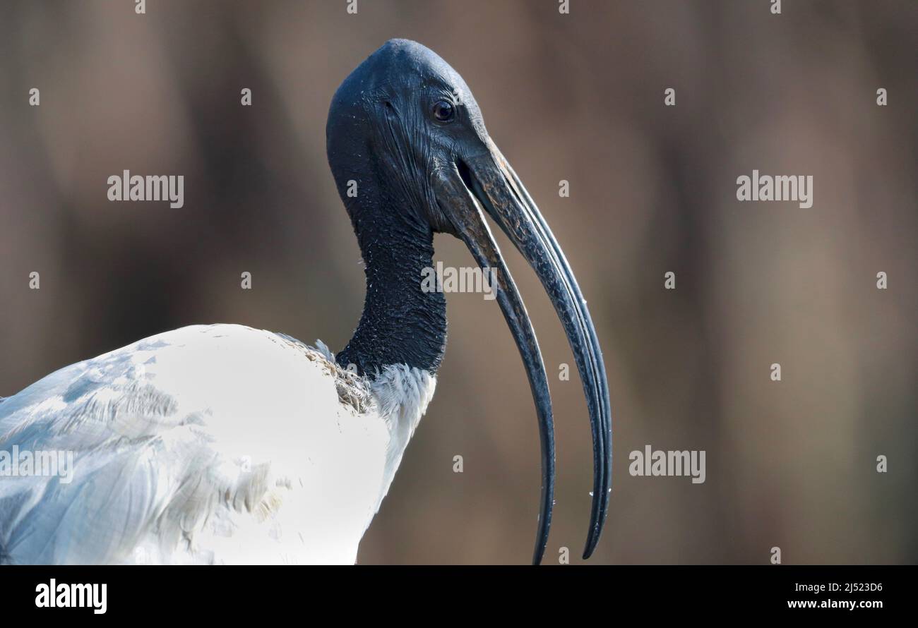 African Sacred Ibis, Kruger National Park, South Africa Stock Photo - Alamy