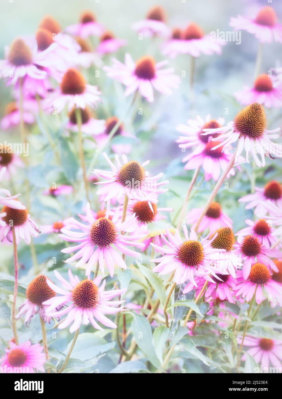Nature background with spring flowers. Selective and soft focus Stock ...