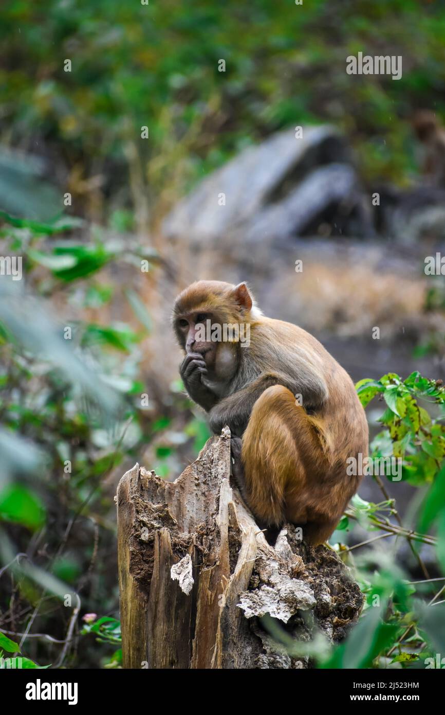 Human evolution tree hi-res stock photography and images - Alamy