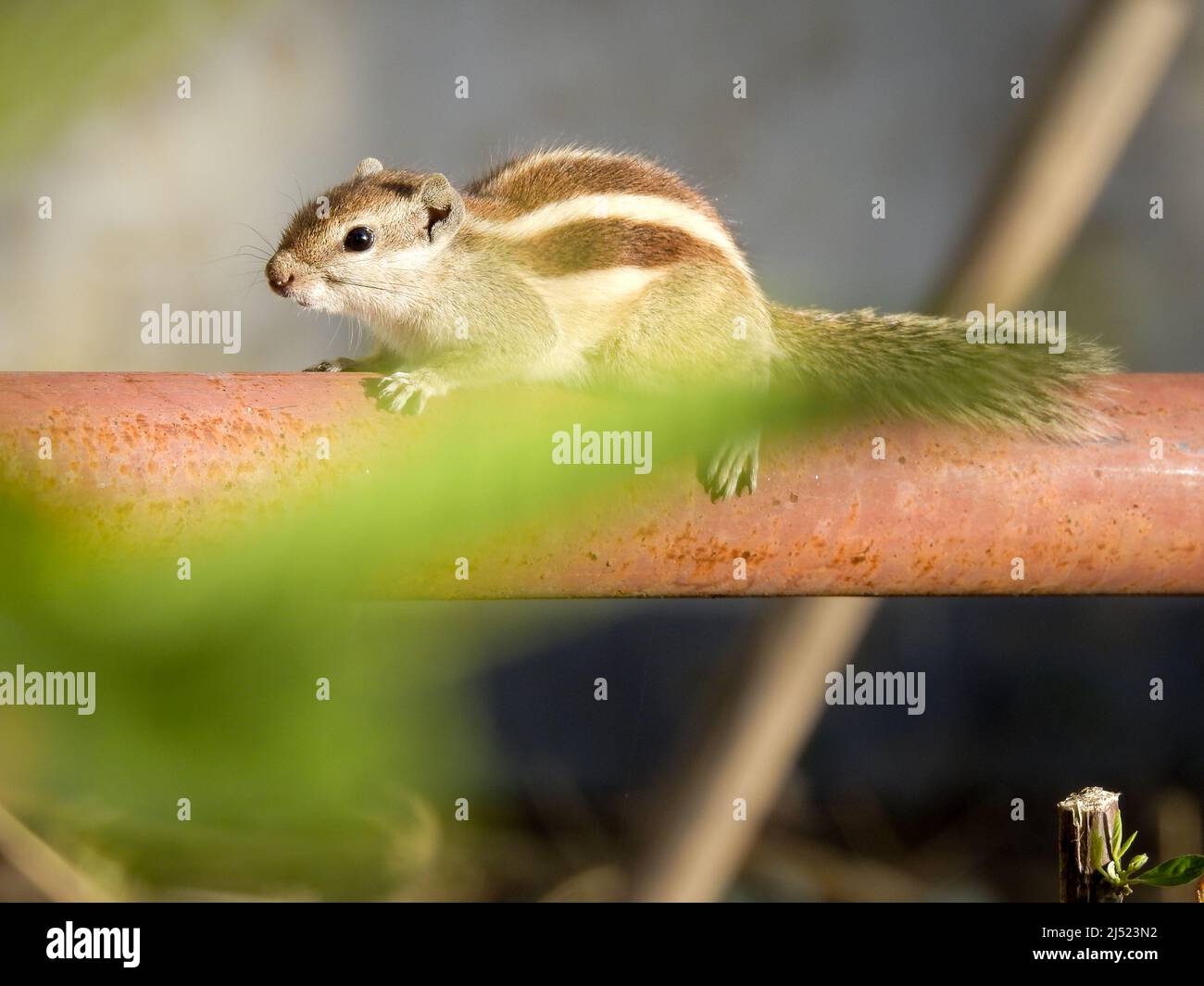 A full body shot of the Indian palm squirrel (Funambulus palmarum) also ...
