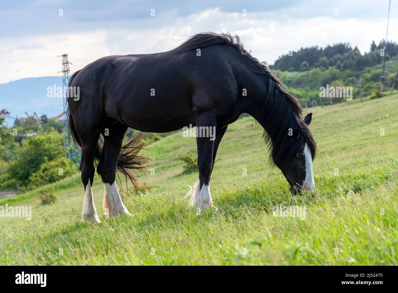 Beautiful black horse grazing in a meadow in spring Stock Photo - Alamy