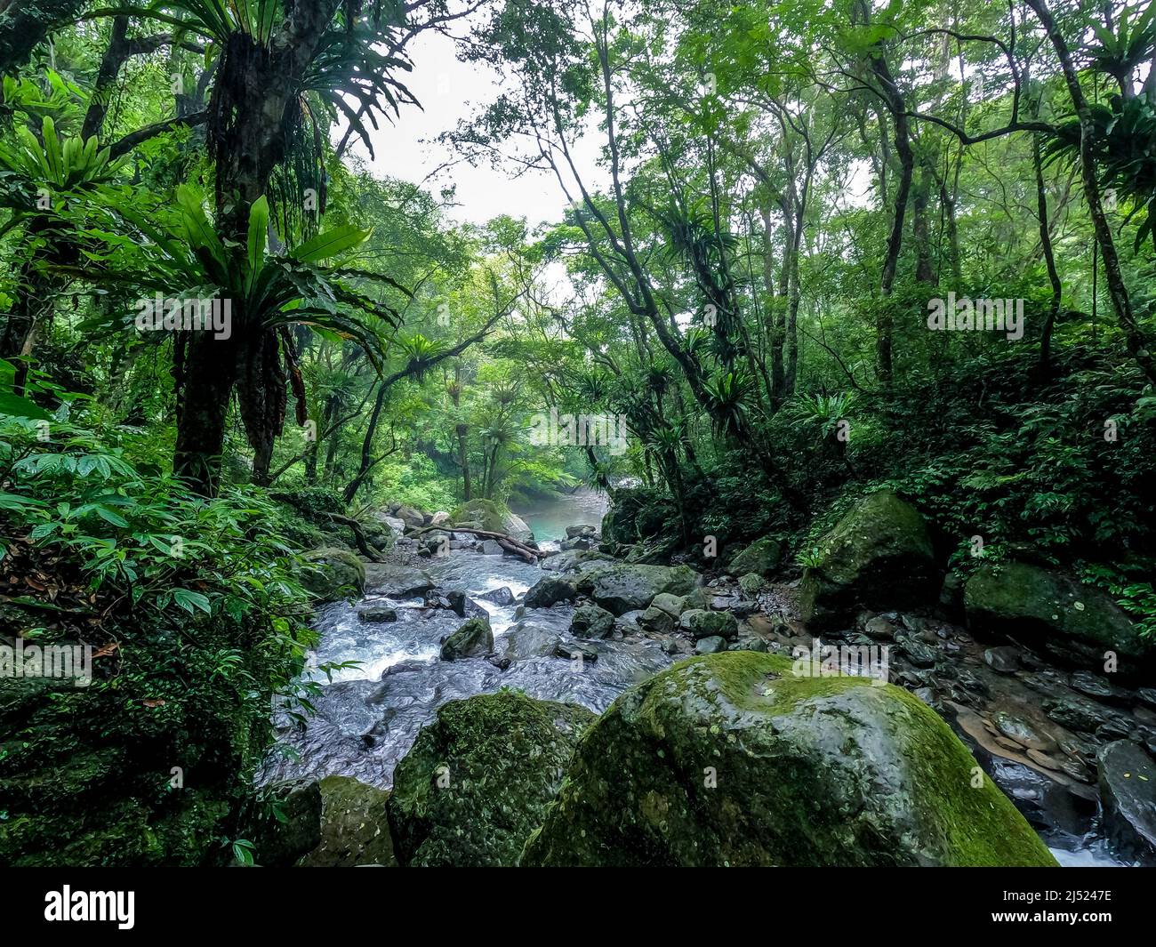 Taiwanese forest hi-res stock photography and images - Alamy