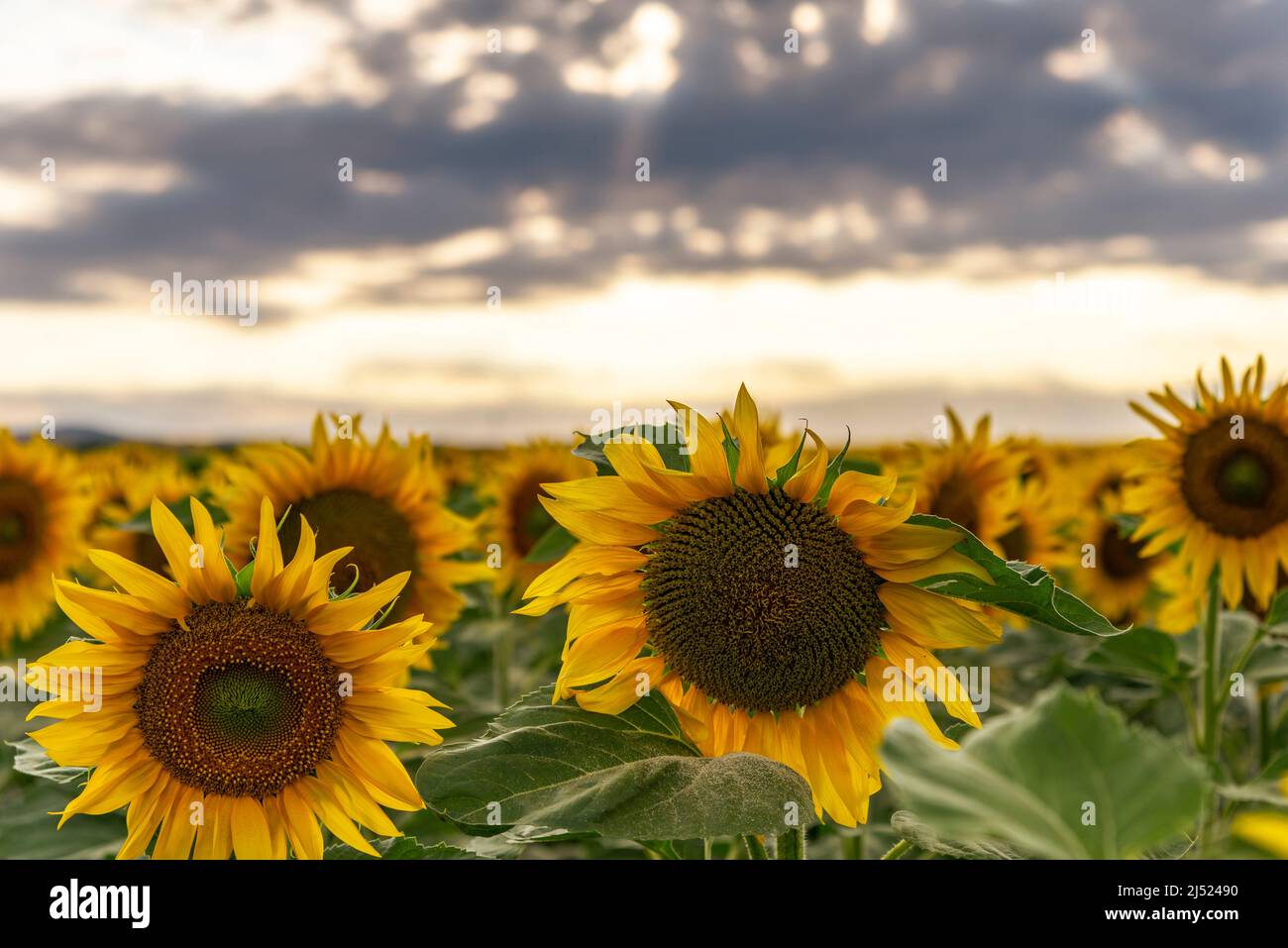 Sunflower field in rural area, under storm clouds, in summer Stock ...