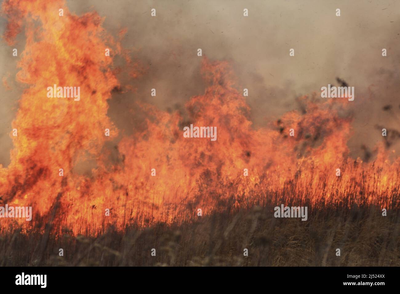 Burning meadow background. Graphic resources Stock Photo - Alamy