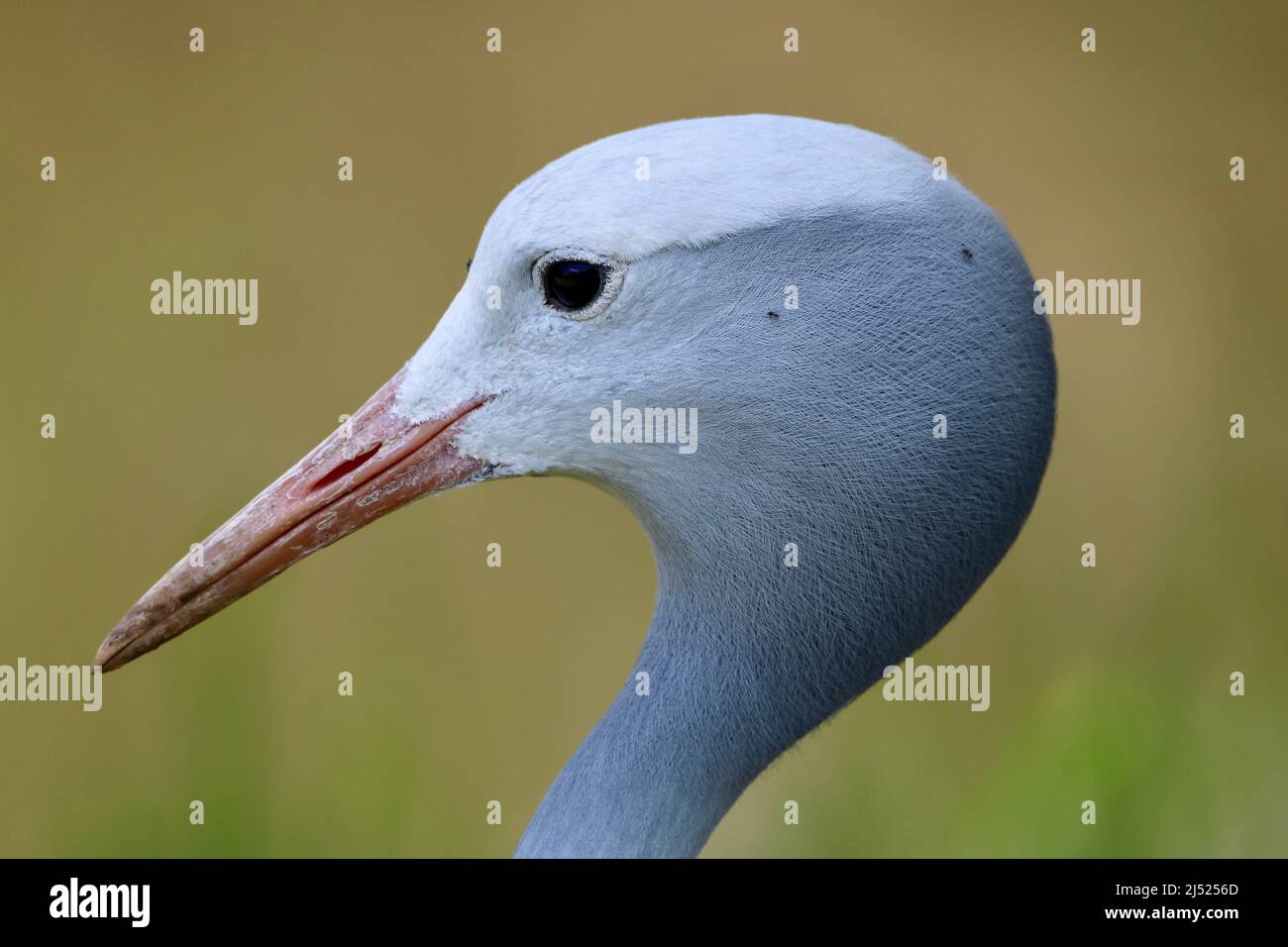 Blue crane south africa hi-res stock photography and images - Alamy