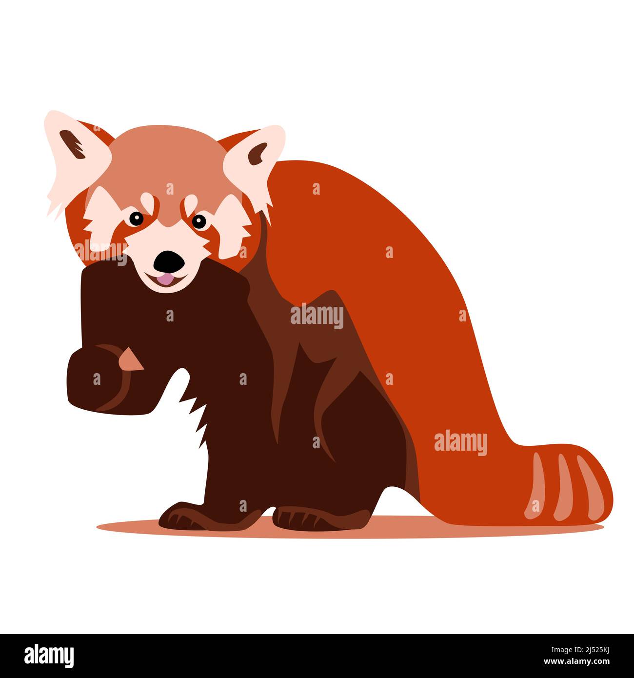 Cute color red panda sitting with food in paw, bear cat feeding, wuld ...