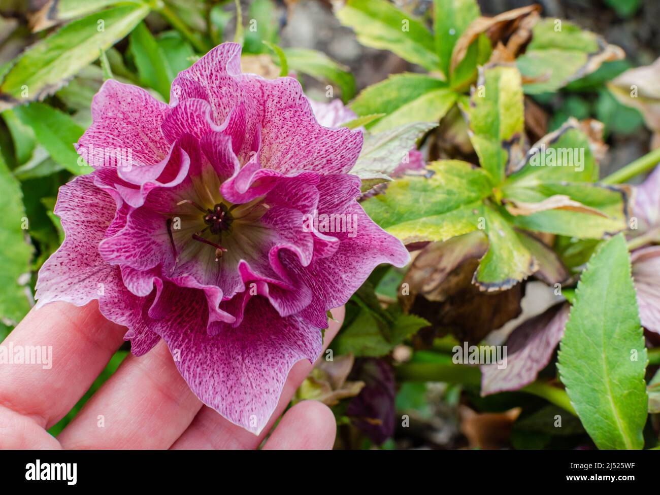 Helleborus х hybridus Frilly Isabelle blooming in spring Stock Photo ...