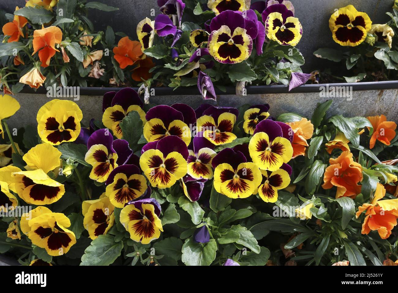 Beautiful pansy flowers hi-res stock photography and images - Alamy