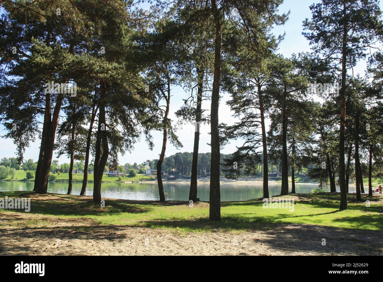 A lake hidden in the forest. Sandy beach among pine trees. Relax place ...