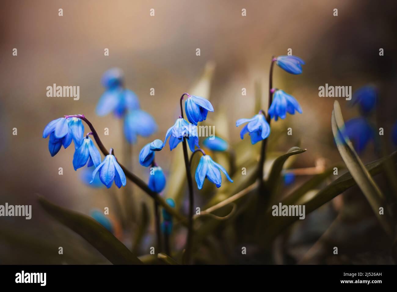 Beautiful delicate blue scylla flowers bloom on thin stems among dark ...