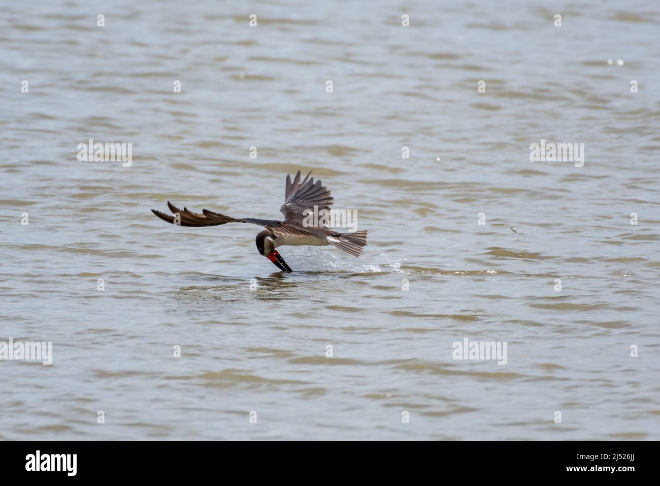 Water bird, a Black Skimmer, Rynchops niger, catching a fish while ...