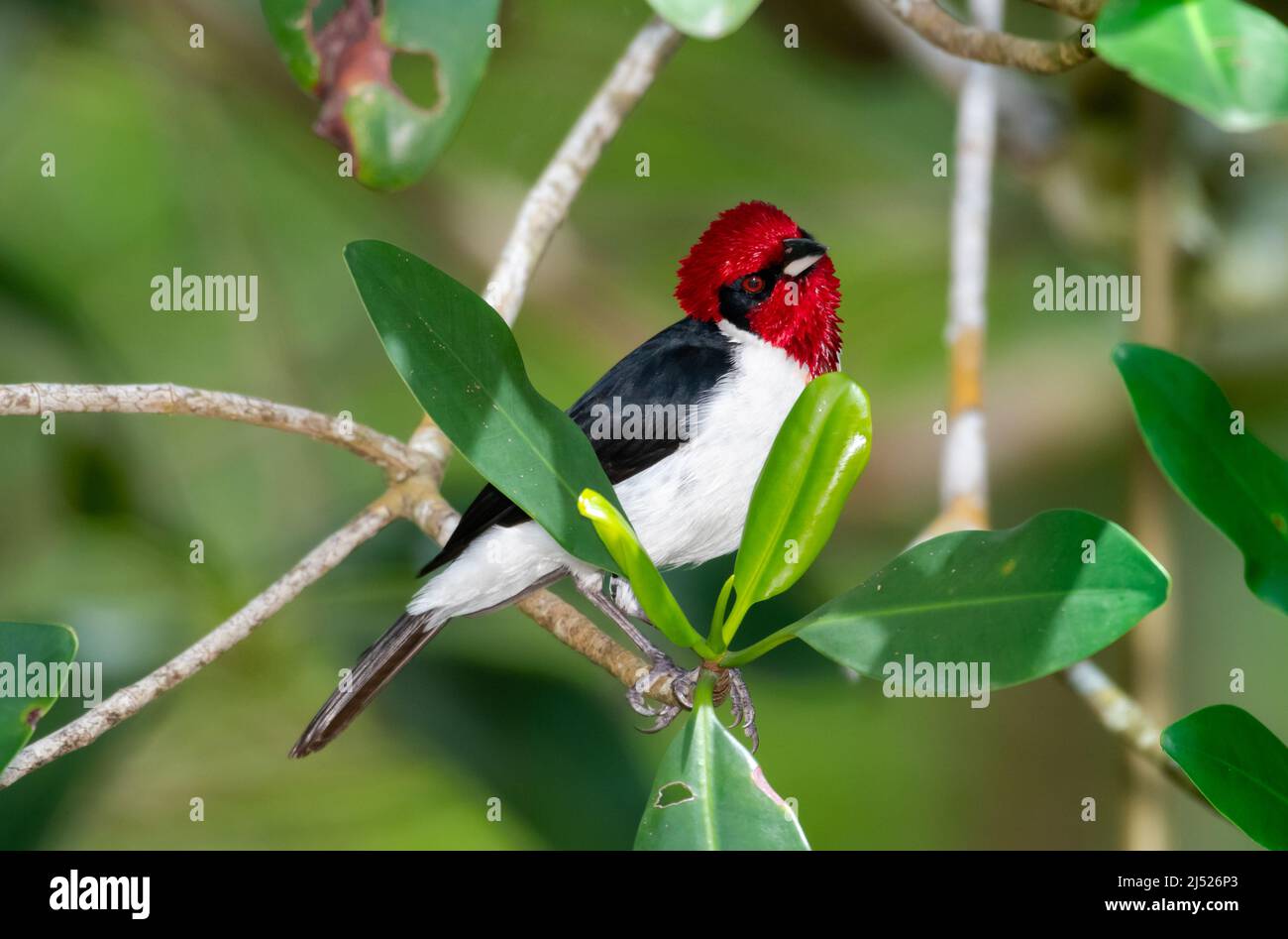 Masked Cardinal, Paroaria gularis nigrogenis, Small bird with beautiful ...